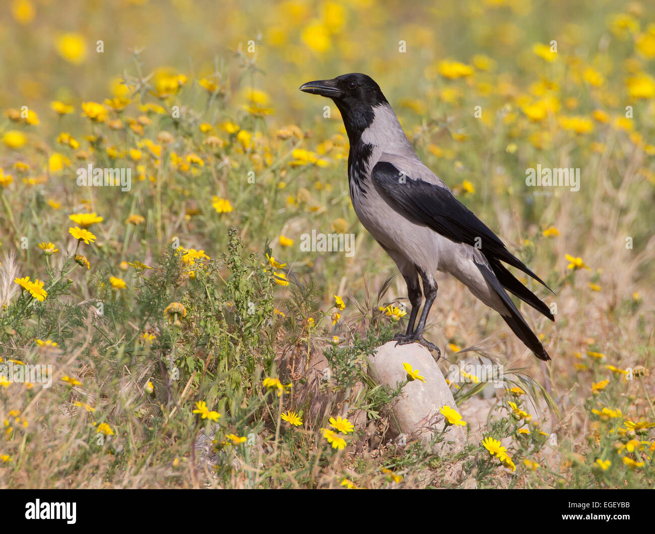 Hooded Crow Corvus corone cornix Mandria Cyprus Stock Photo - Alamy