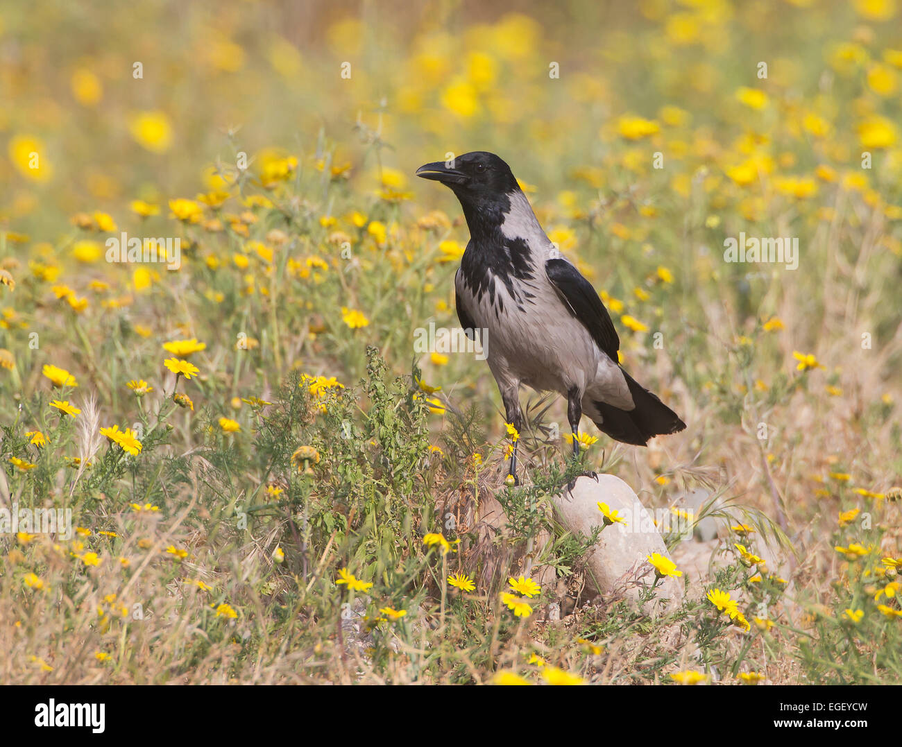 Corvus corone cyprus hi-res stock photography and images - Alamy