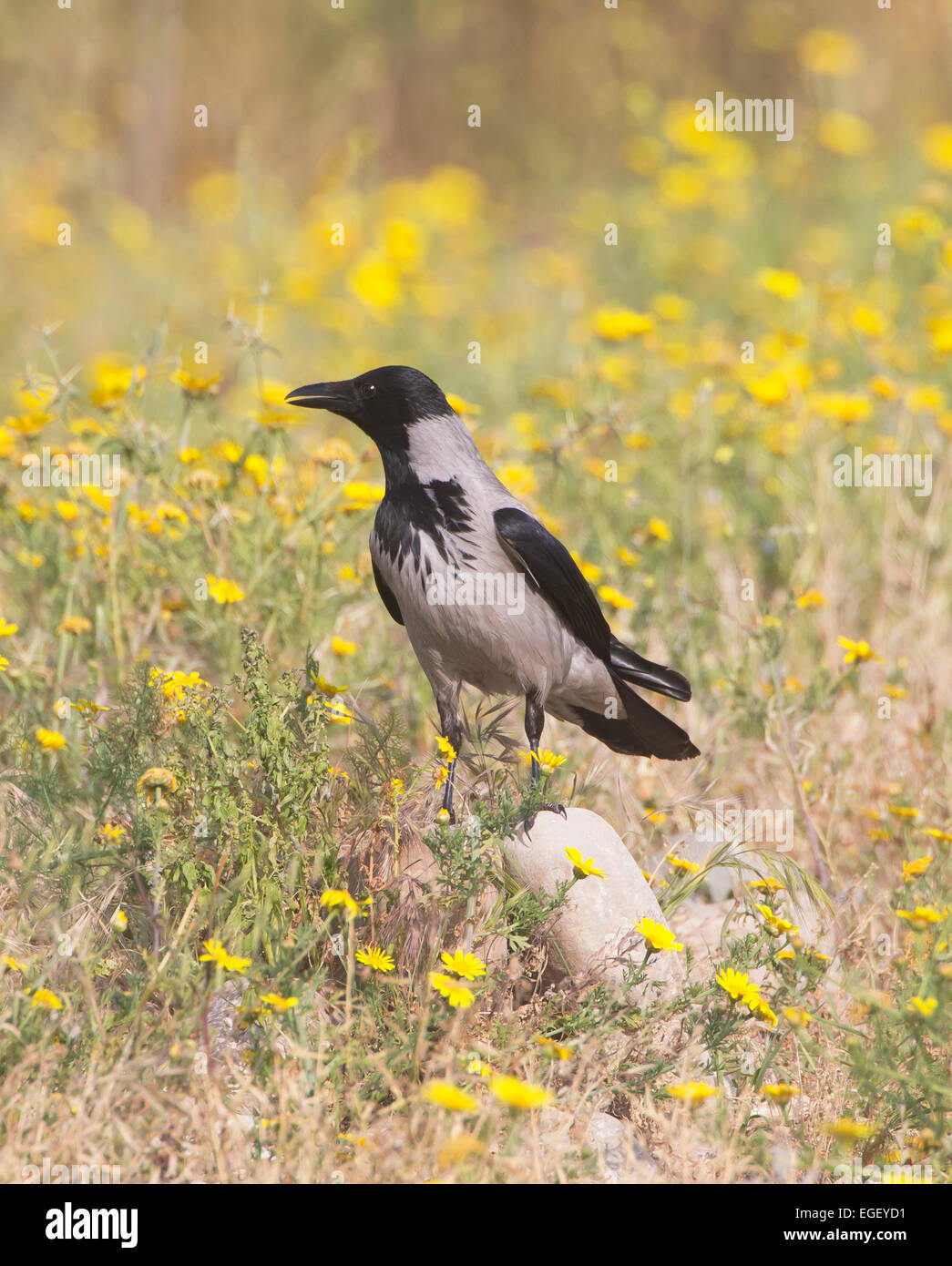Corvus corone cyprus hi-res stock photography and images - Alamy