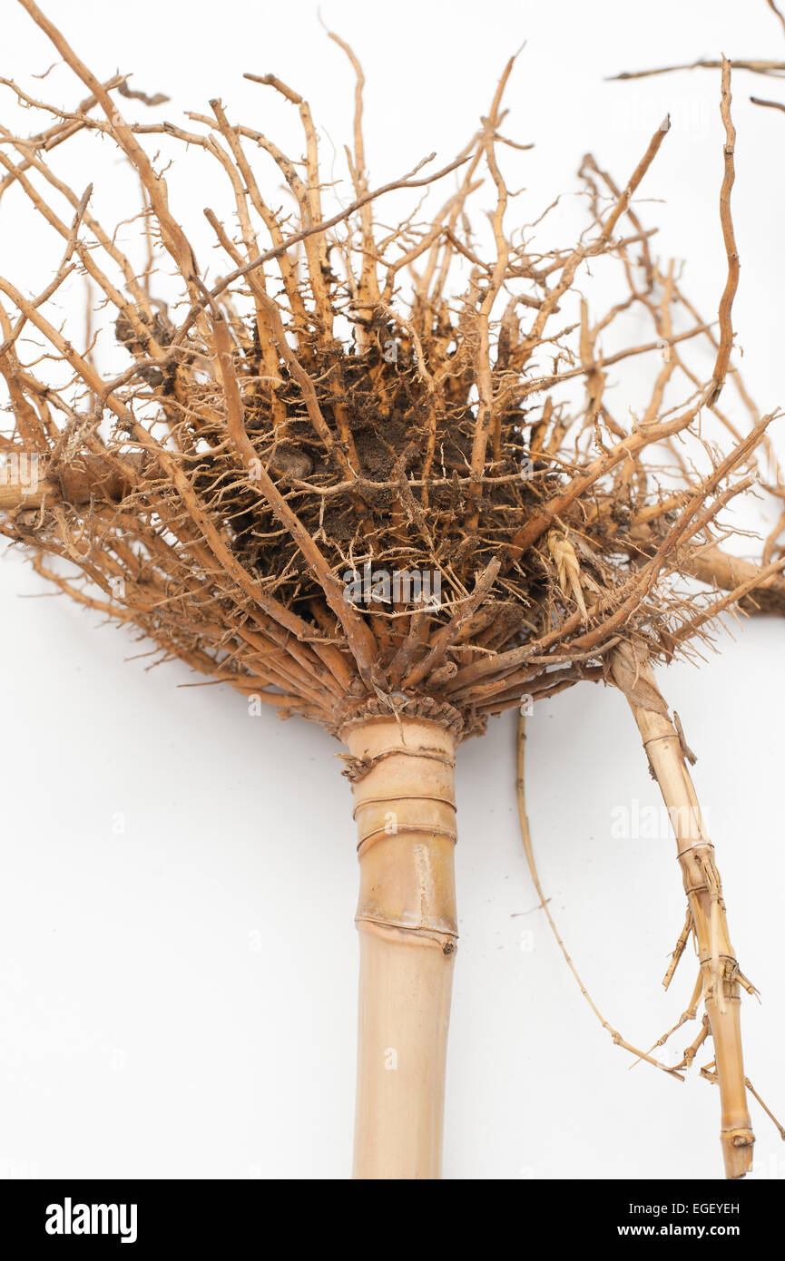 Cropped dry bamboo root in white background Stock Photo - Alamy