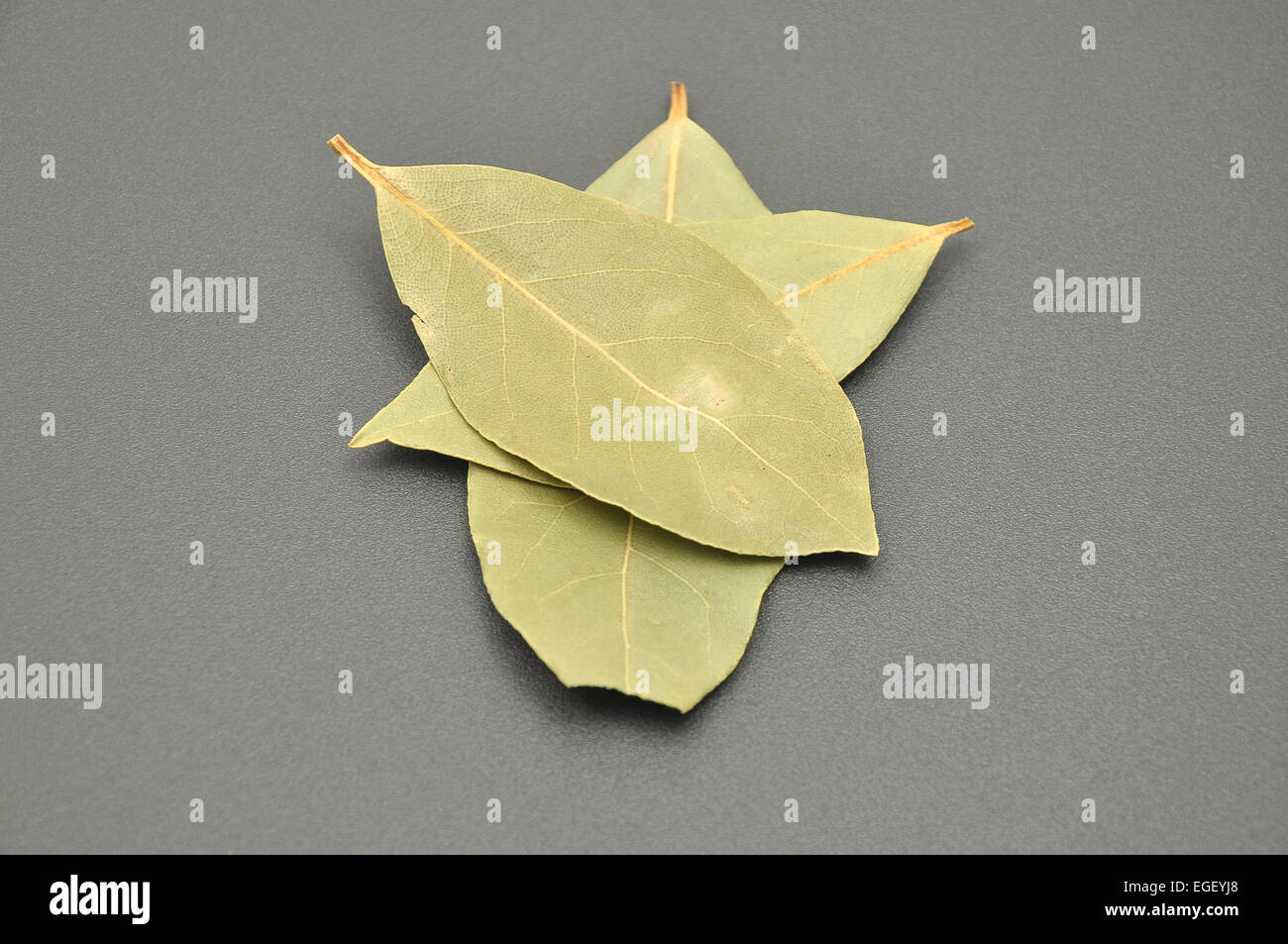 Detailed but simple image of Bay Laurel Stock Photo - Alamy