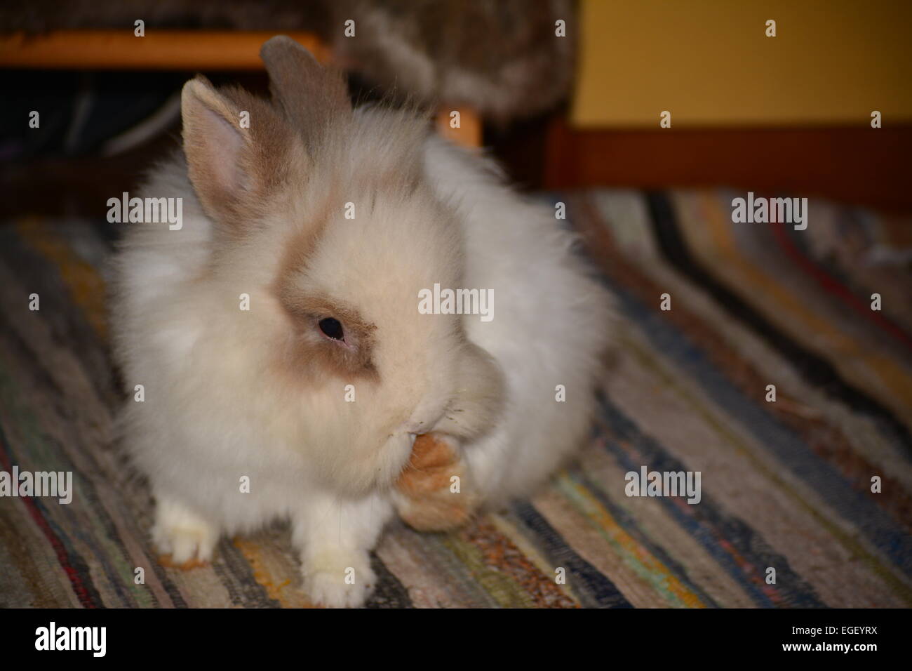 Beautiful portrait of a rabbits face Stock Photo - Alamy