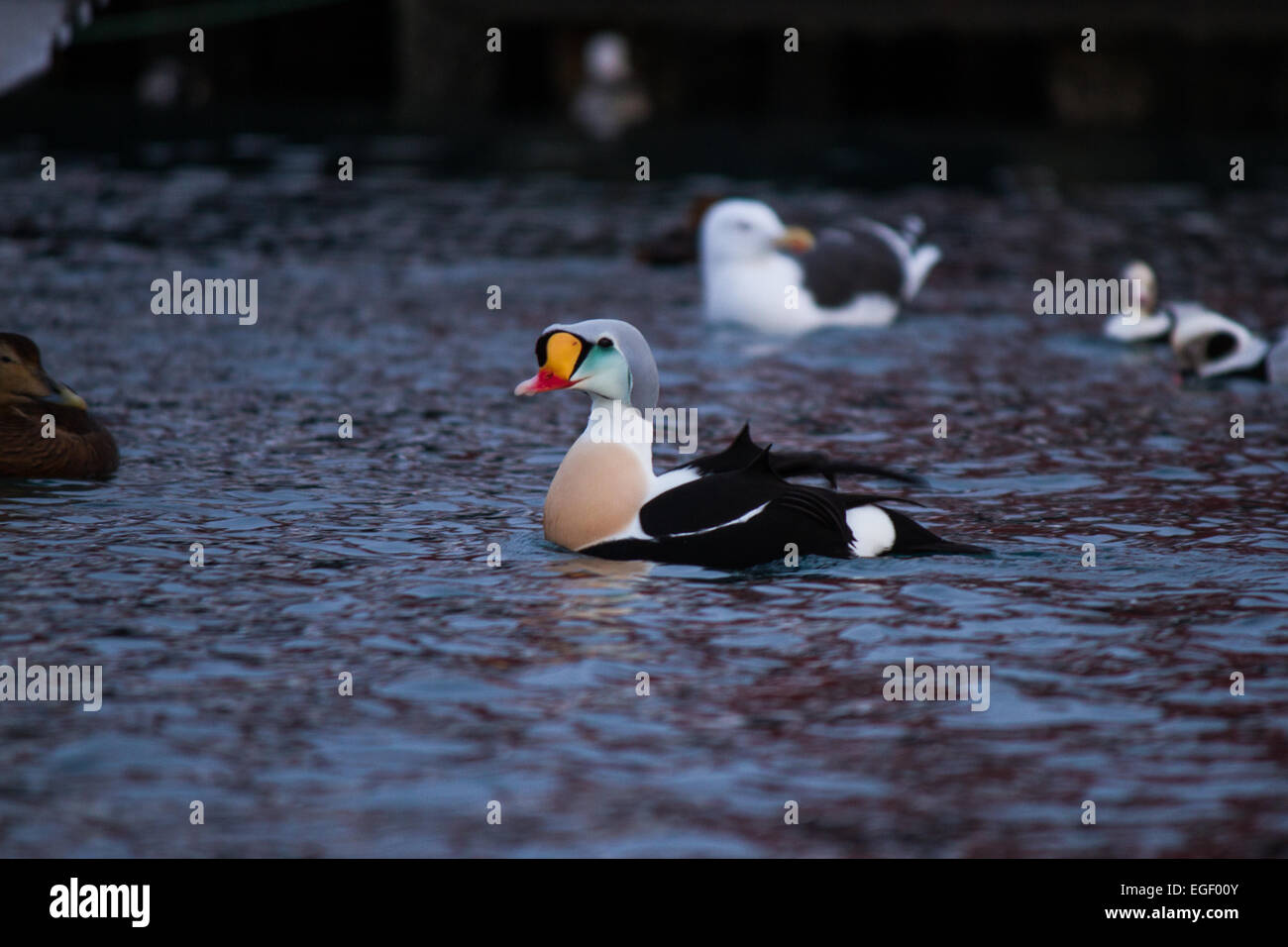 King Eiders in Arctic Norway. These birds migrate south in the winter ...