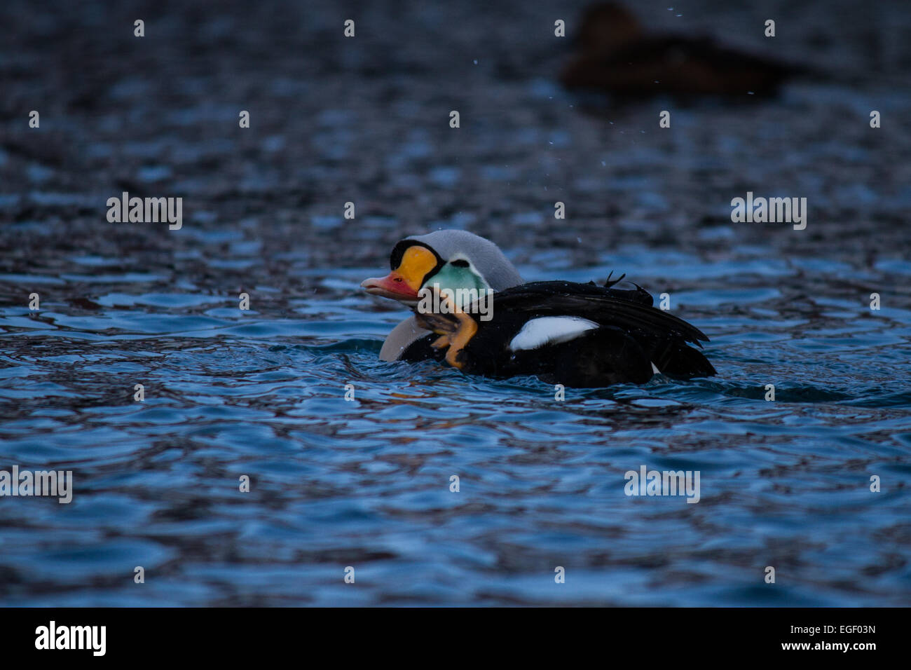 King Eiders in Arctic Norway. These birds migrate south in the winter ...