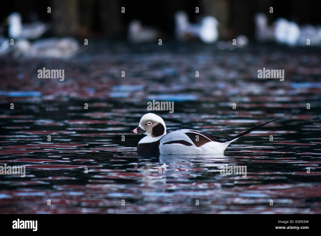 Long-tailed duck in Båtsfjord, Norway Stock Photo - Alamy