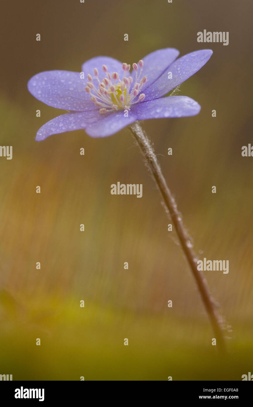 Common hepatica, spring flower - liverwort (Hepatica nobilis Stock ...