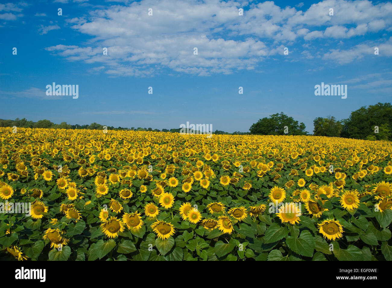 Lots of Sunflower Stock Photo - Alamy