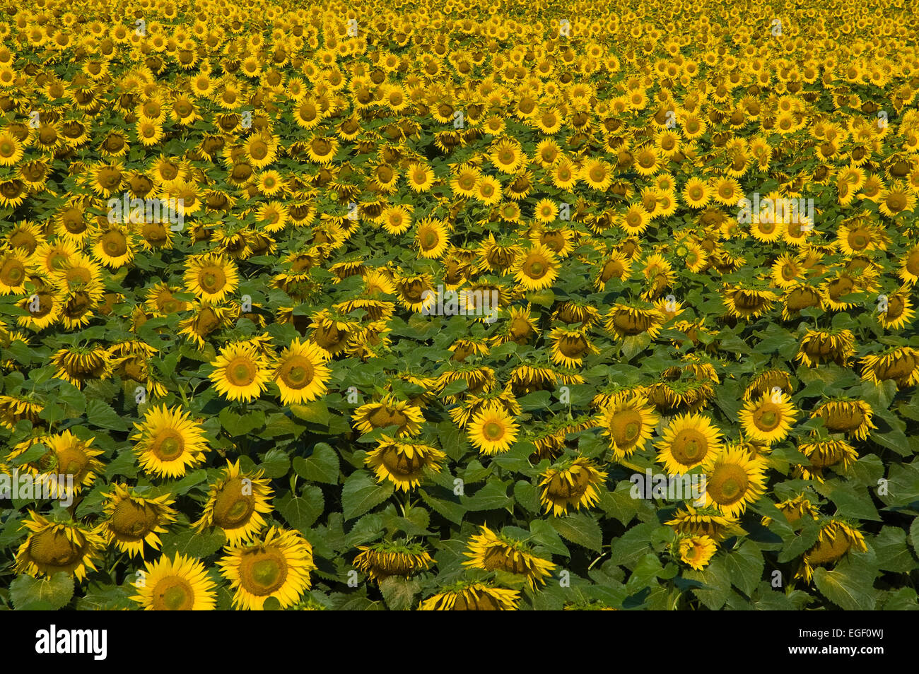 Lots of Sunflower Stock Photo - Alamy