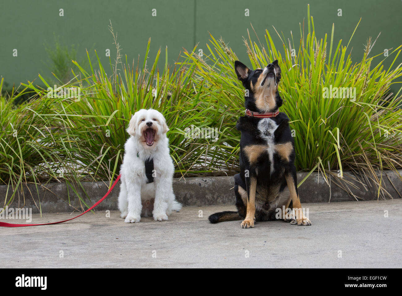 two happy dogs Stock Photo - Alamy