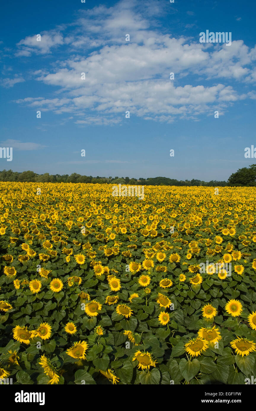 Lots of Sunflower Stock Photo - Alamy