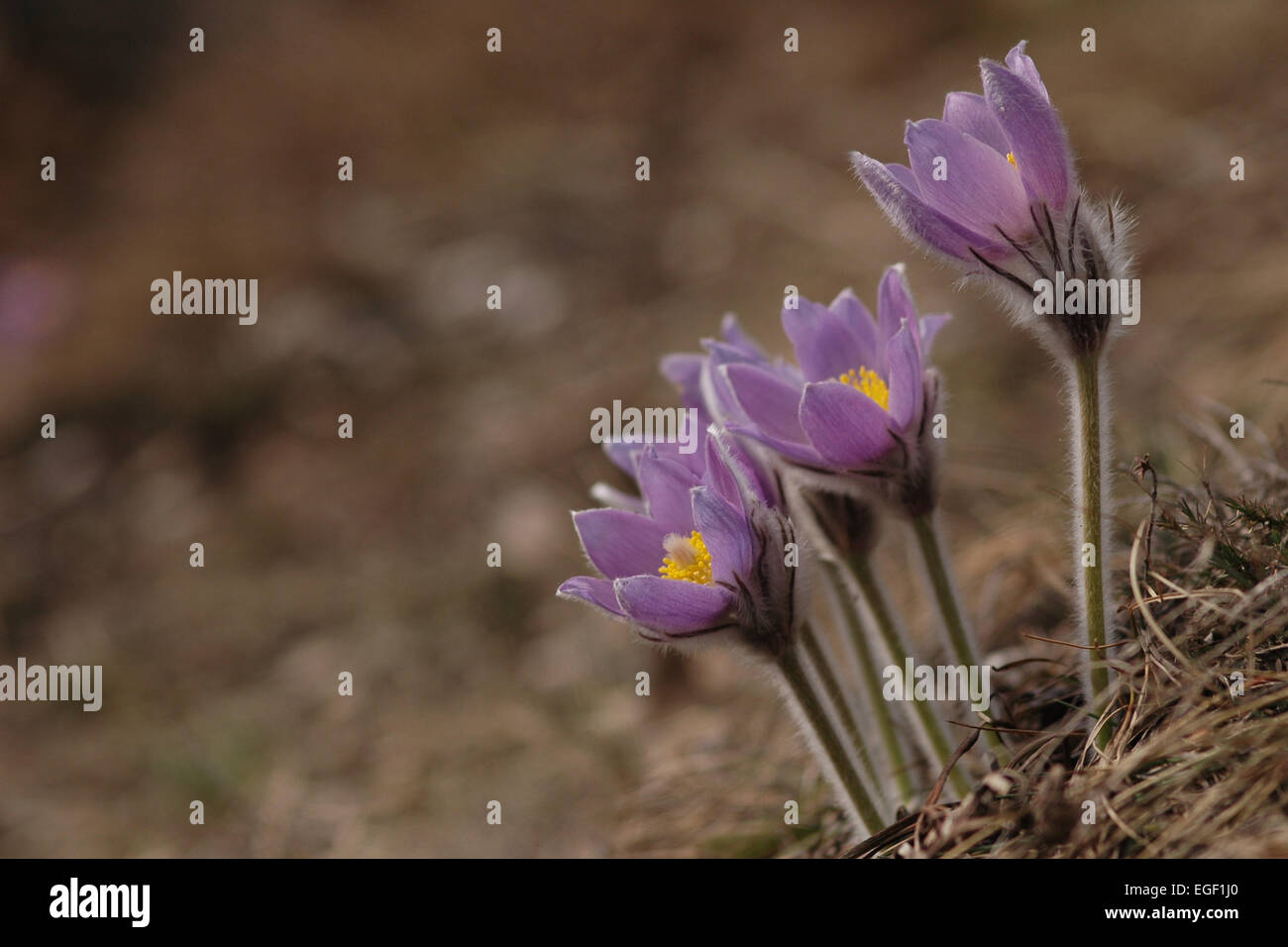 Pasque Flower (Pulsatilla Rubra), also called Prairie crocus, Wind ...