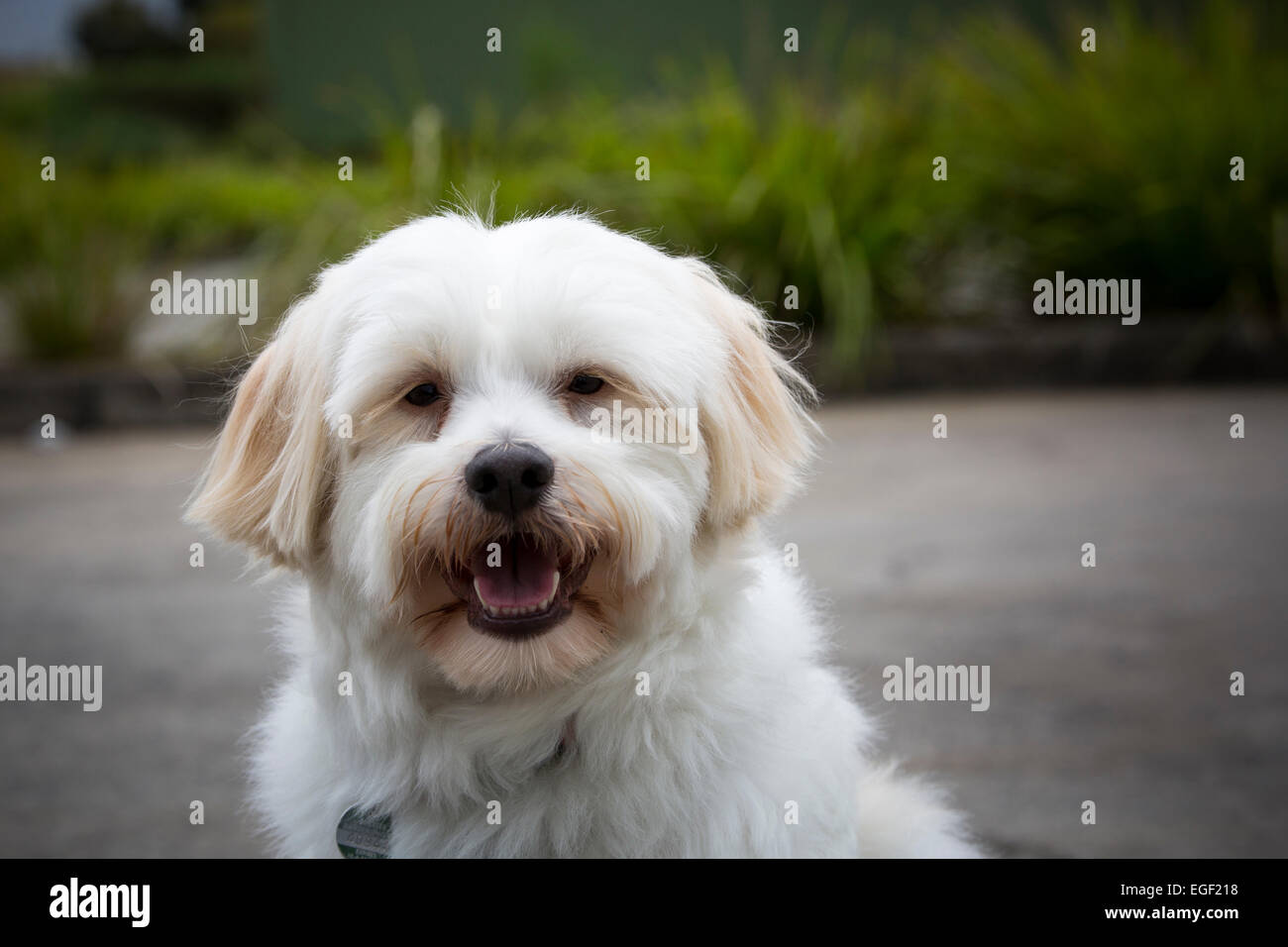 Happy dog smiling Stock Photo - Alamy