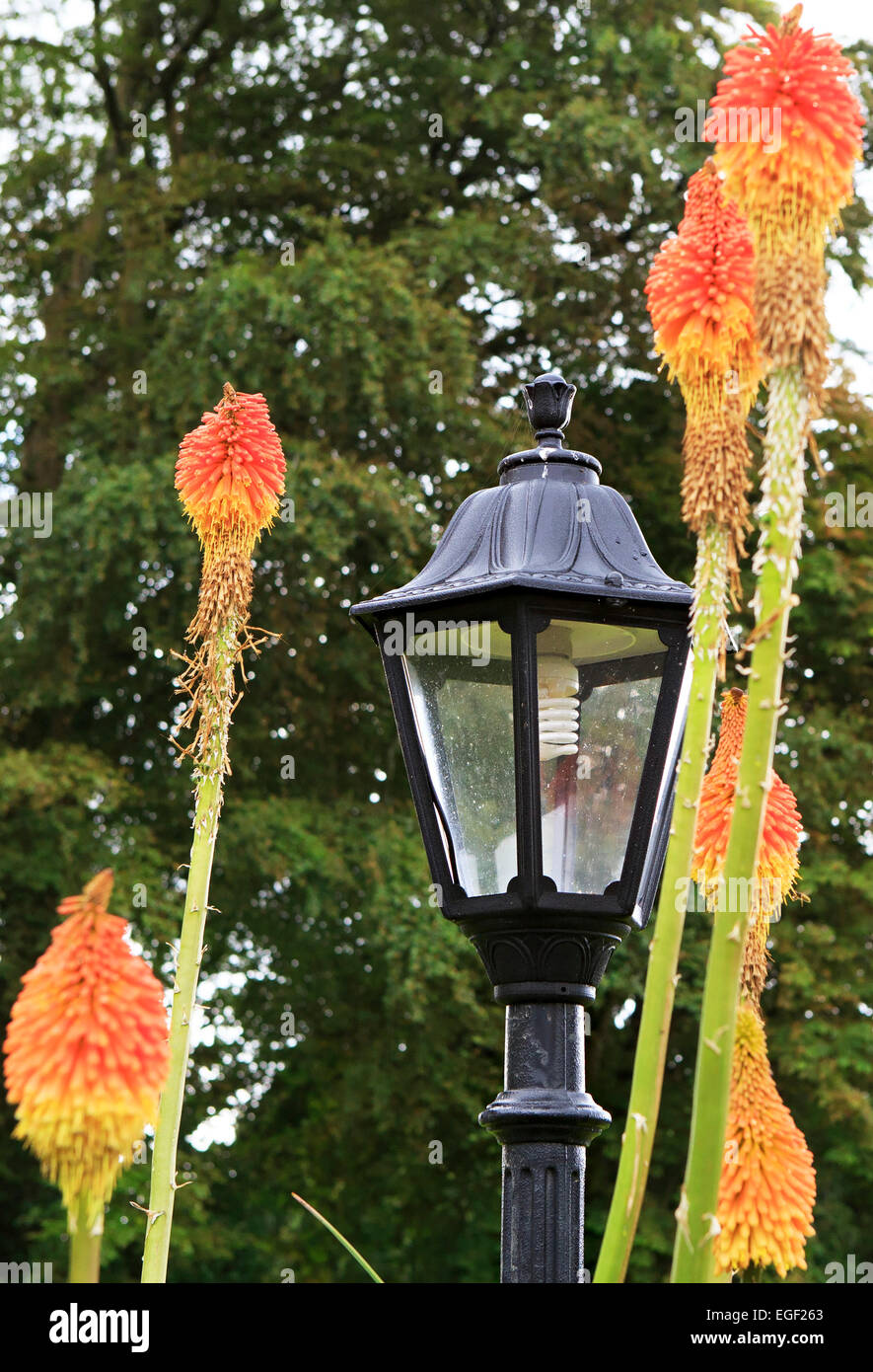 Street lamp surrounded by flowers Stock Photo - Alamy