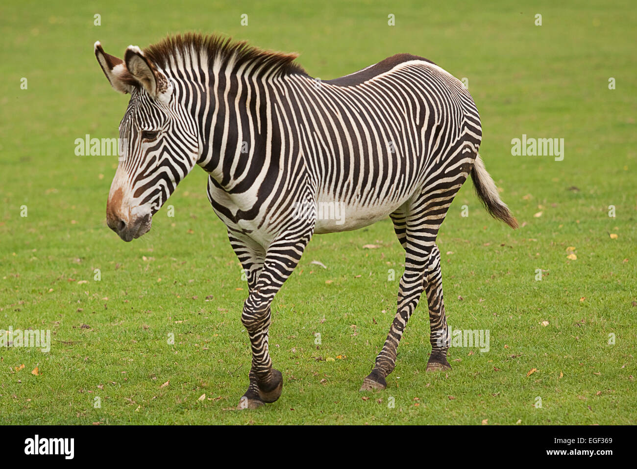 photo of an alert zebra walking Stock Photo - Alamy