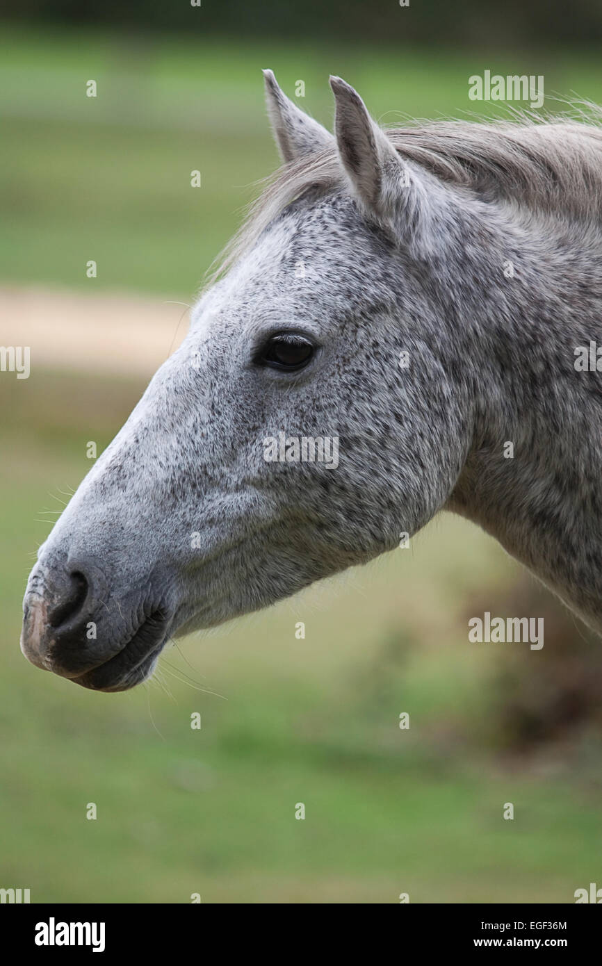 photo portrait of a gray pony Stock Photo - Alamy