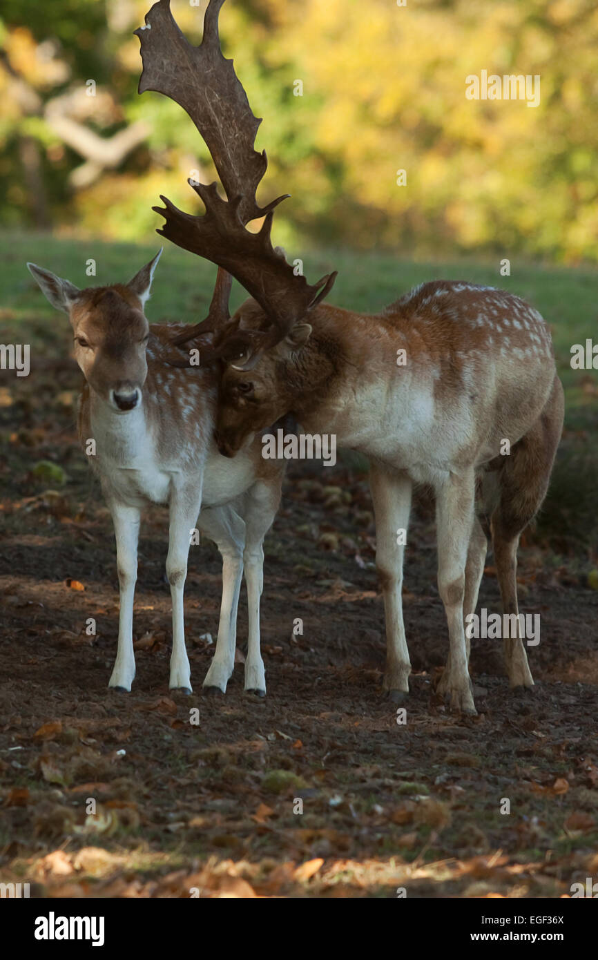 The stag and the hind hi-res stock photography and images - Alamy