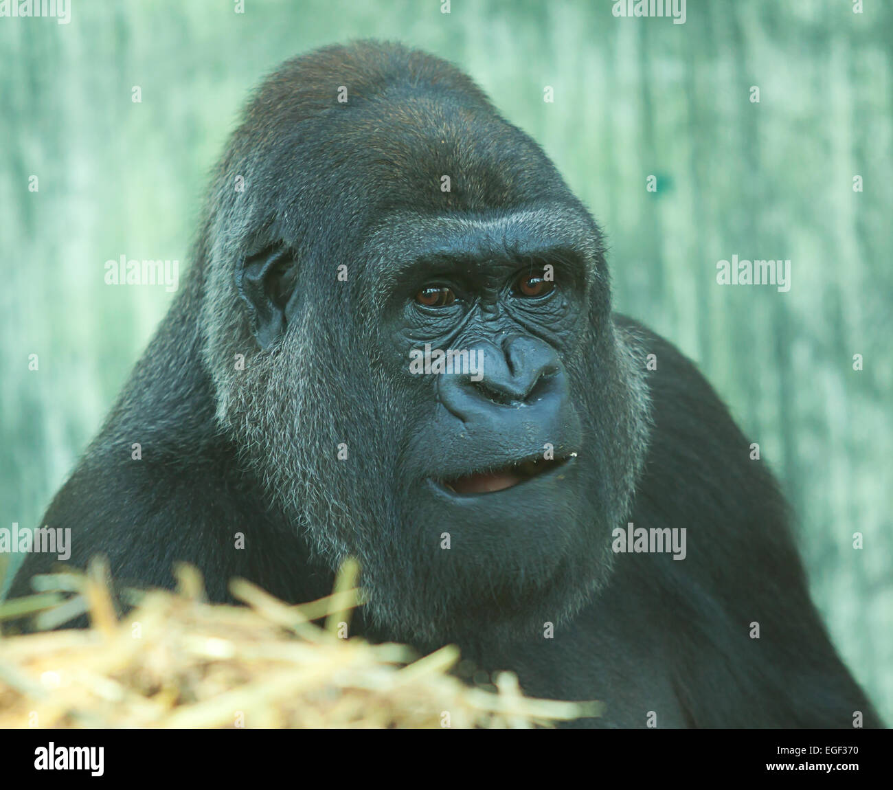 Female gorilla hi-res stock photography and images - Alamy