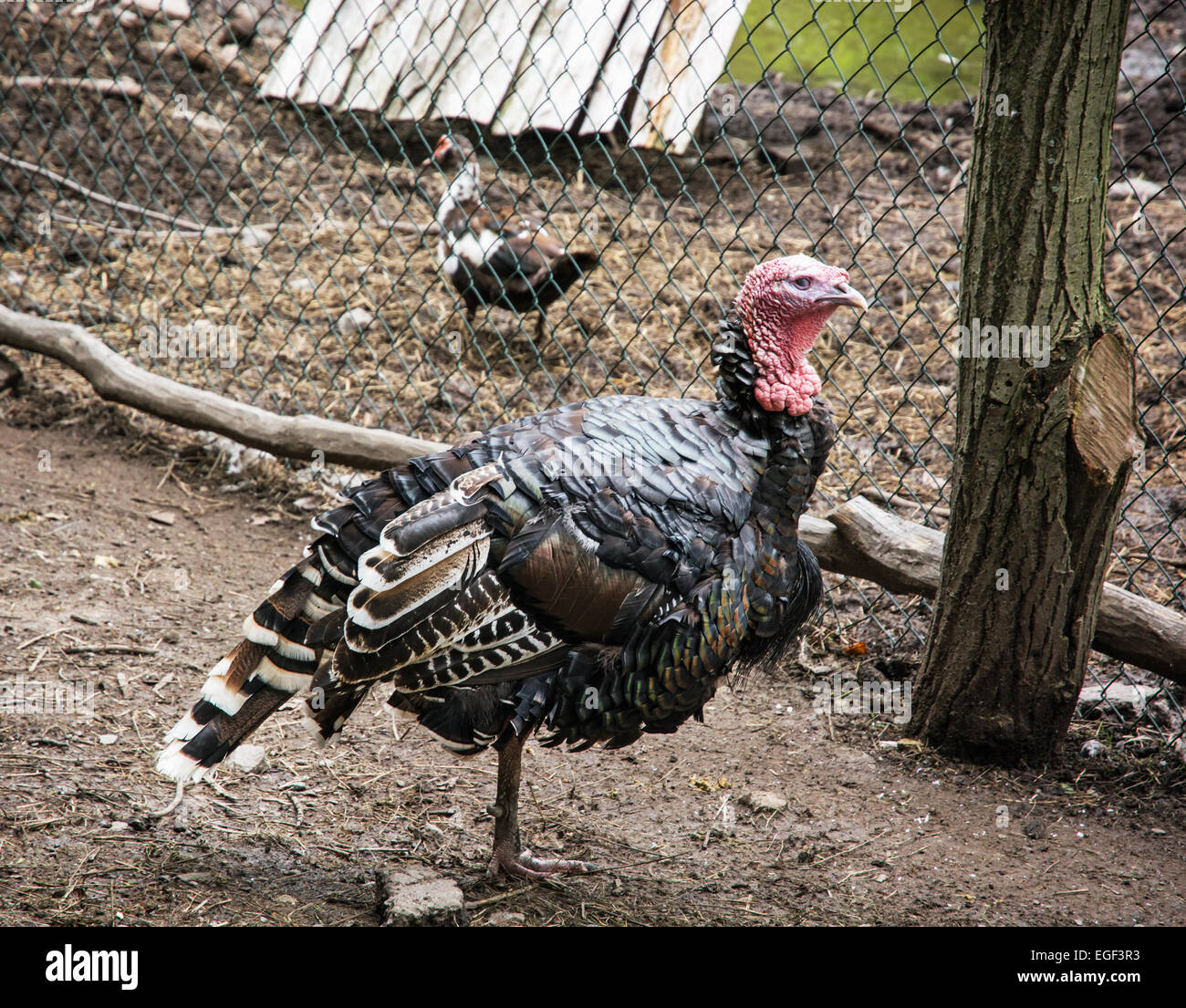 Domesticated turkey in the farm. Animal theme Stock Photo - Alamy