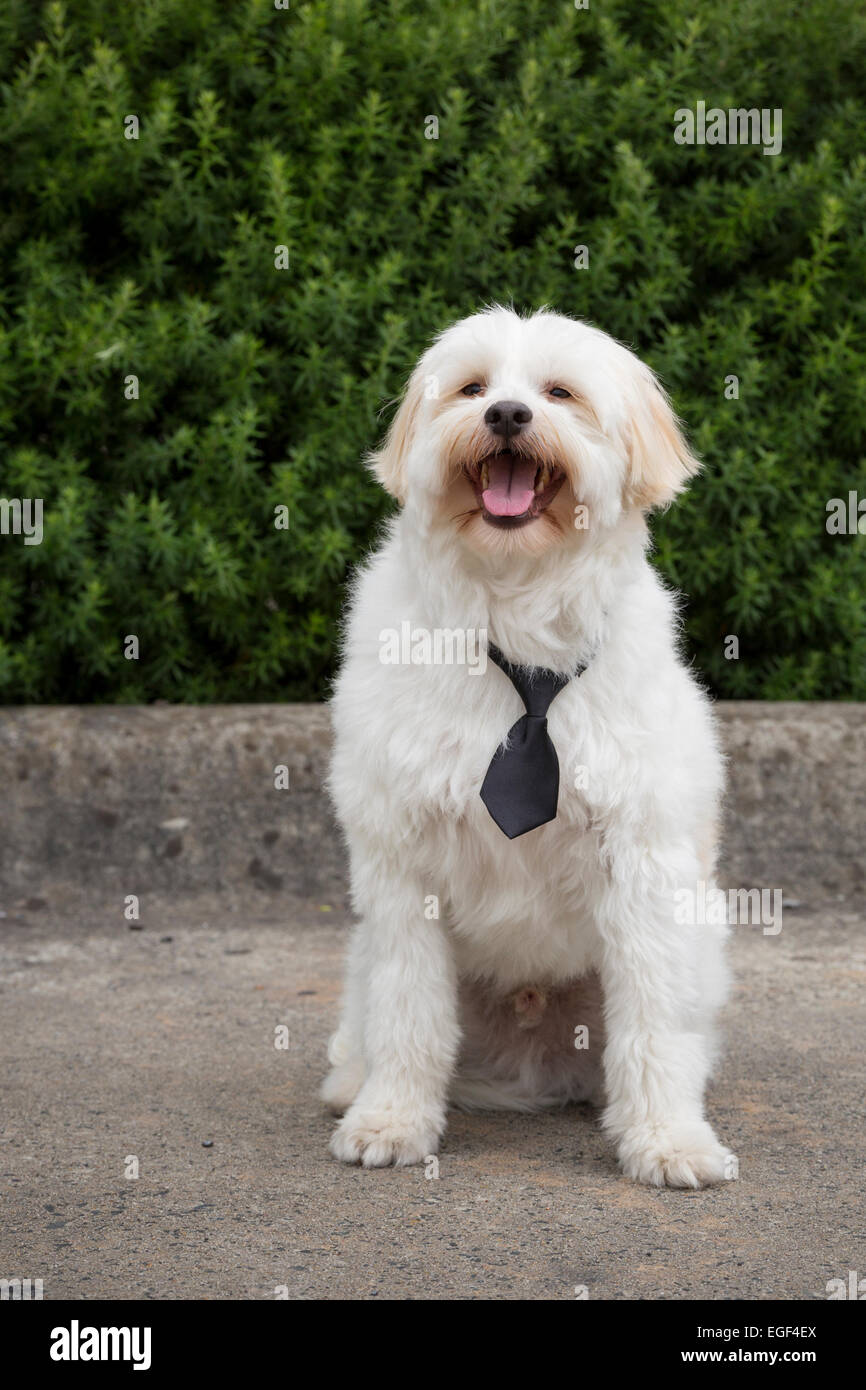 Happy dog with neck tie Stock Photo - Alamy
