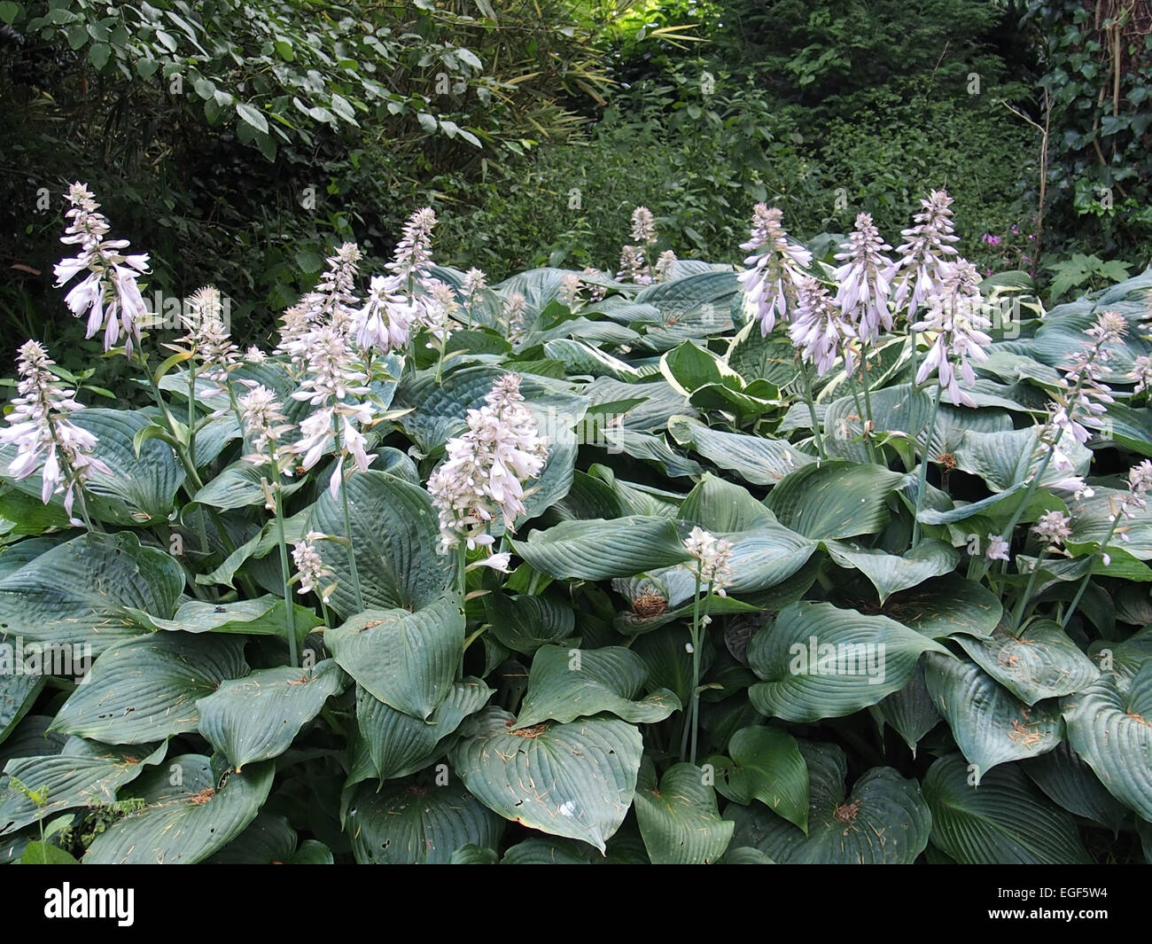Hosta species hi-res stock photography and images - Alamy