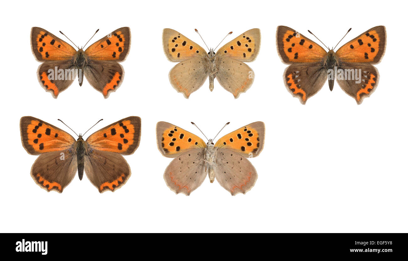 Small Copper - Lycaena phlaeas - male (top row) - form caeruleopunctata ...