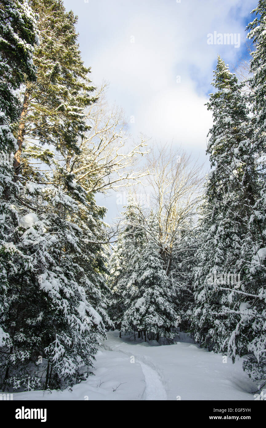 Snowshoe tracks hi-res stock photography and images - Alamy
