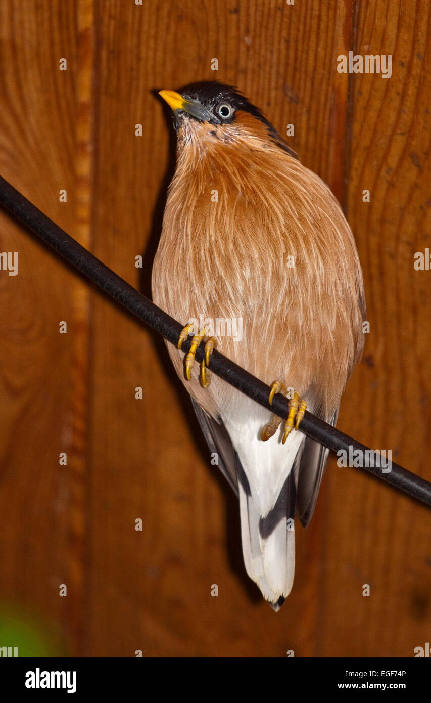 Brahminy starling bird hi-res stock photography and images - Alamy