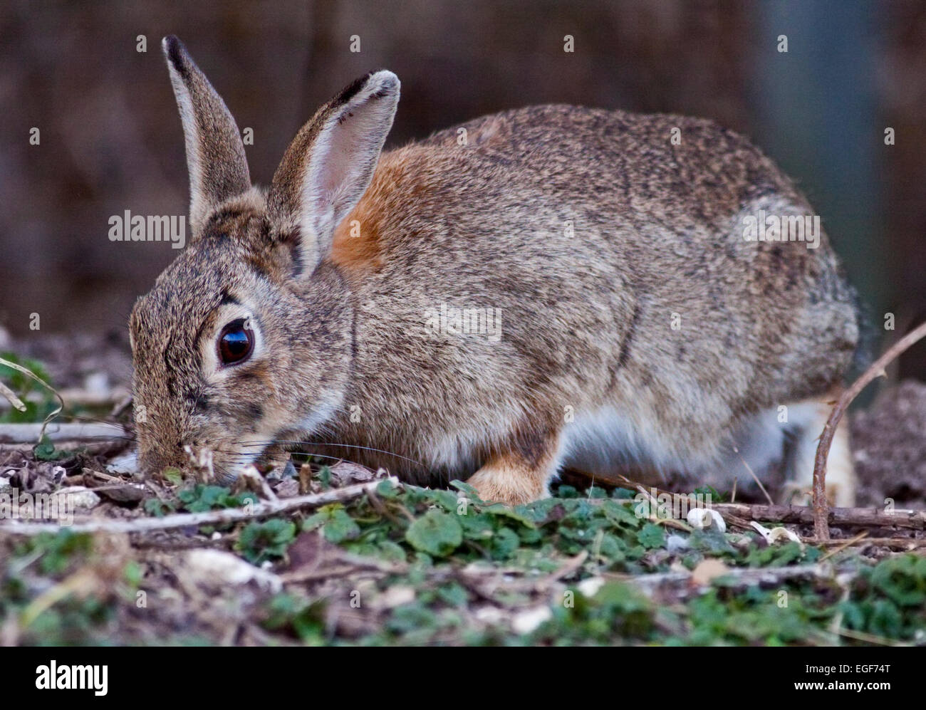 European Wild Rabbit (oryctolagus cuniculus Stock Photo - Alamy