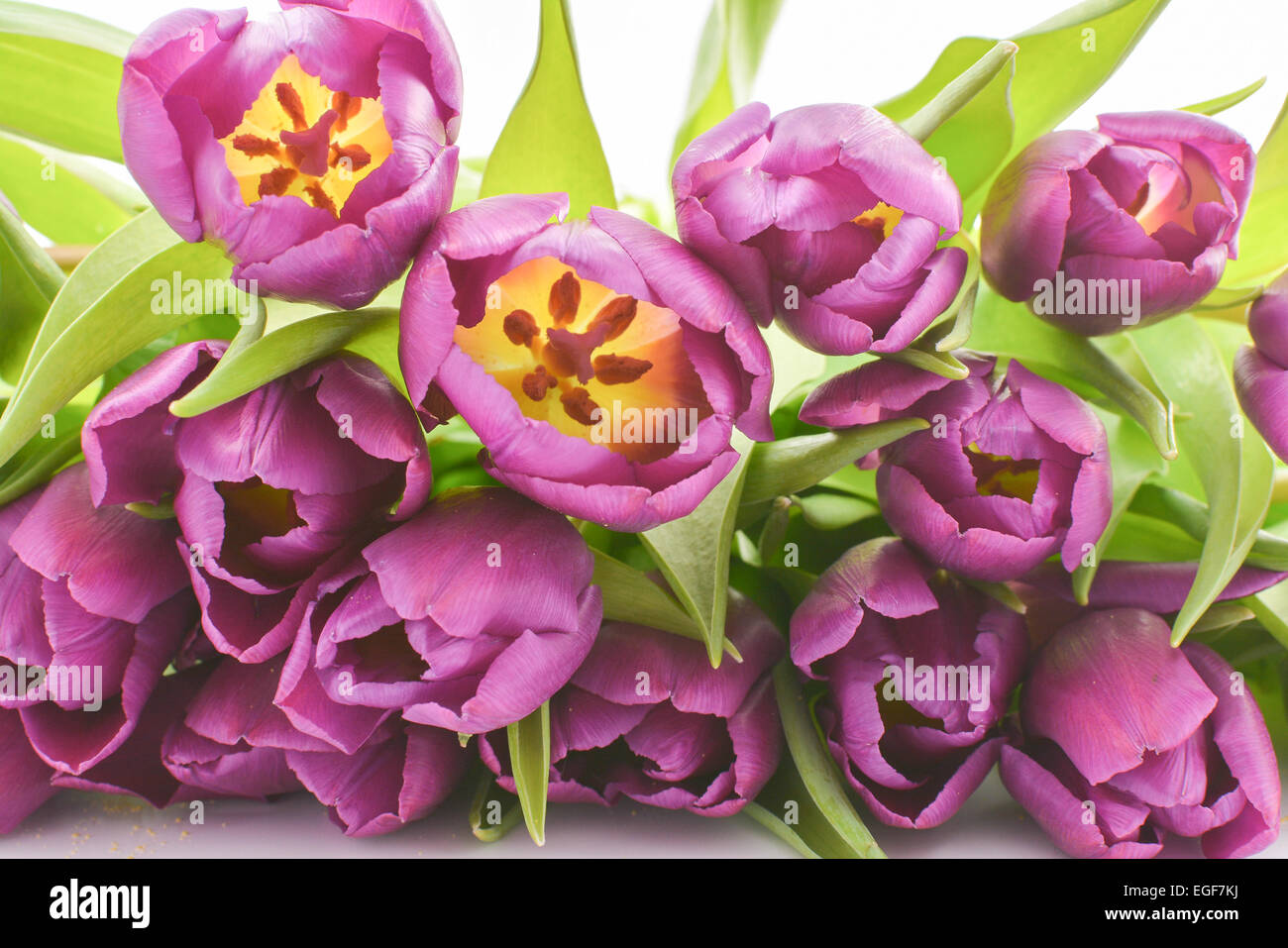 Front view of bunch of purple tulips laying on table Stock Photo - Alamy