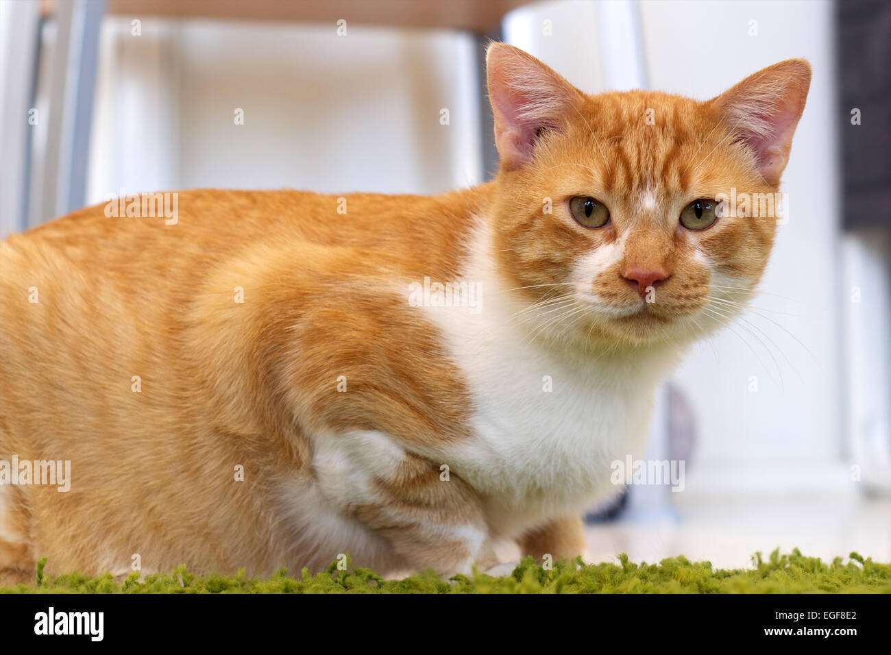 Crouching Feline High Resolution Stock Photography and Images - Alamy