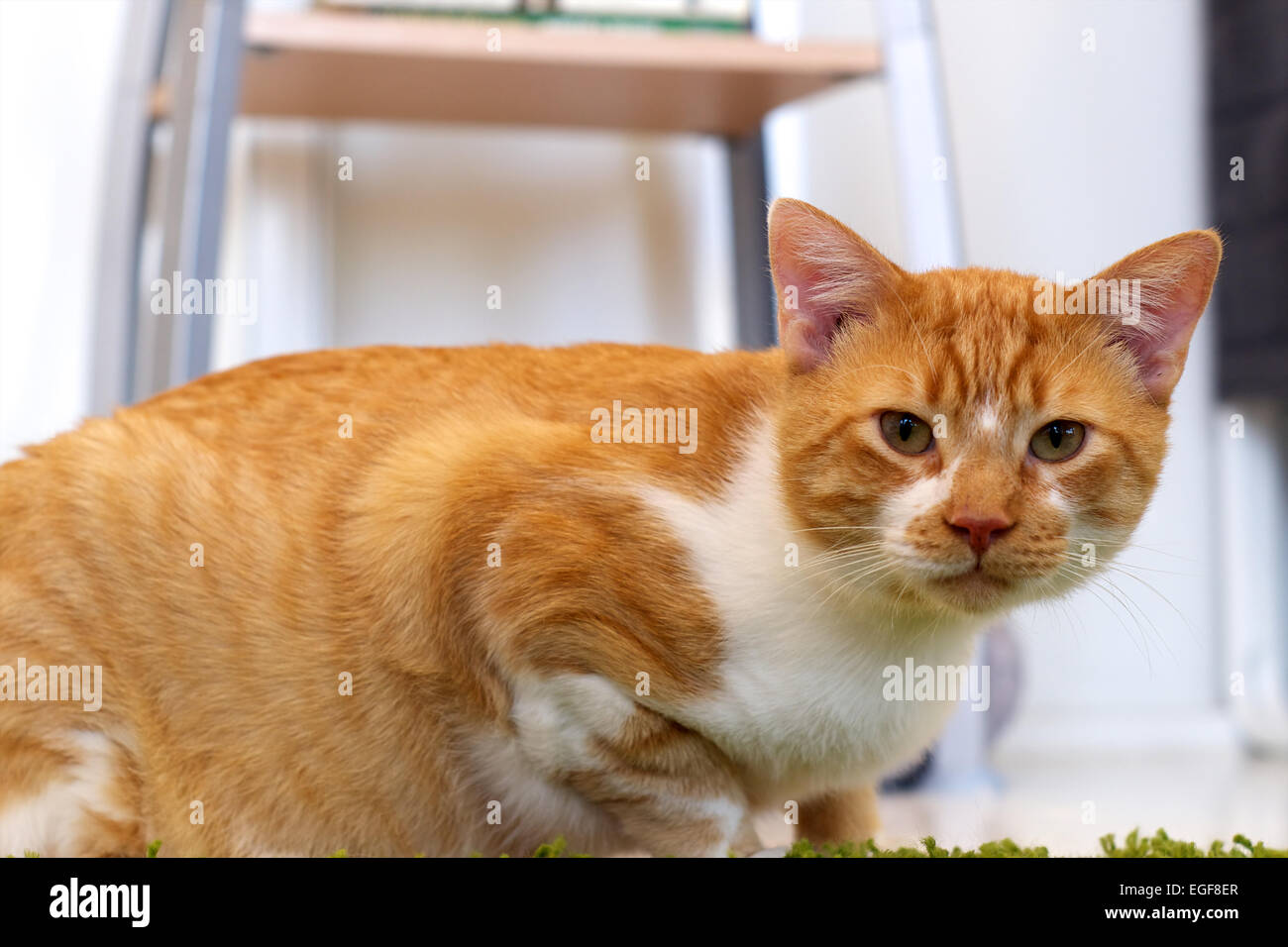 Crouching Feline High Resolution Stock Photography and Images - Alamy