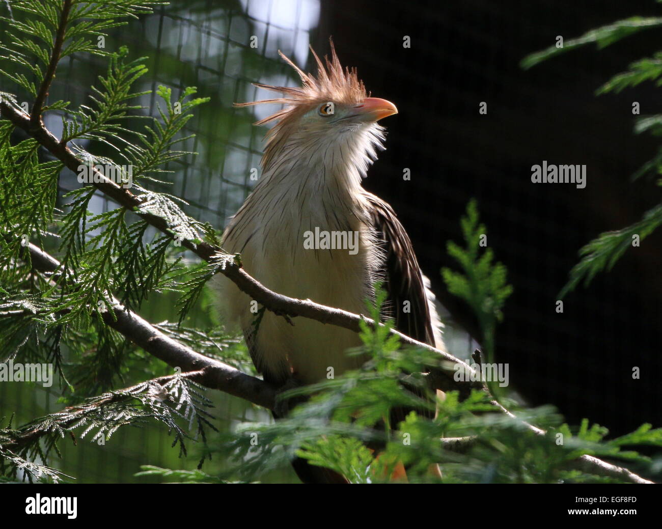 American cuckoos hi-res stock photography and images - Alamy