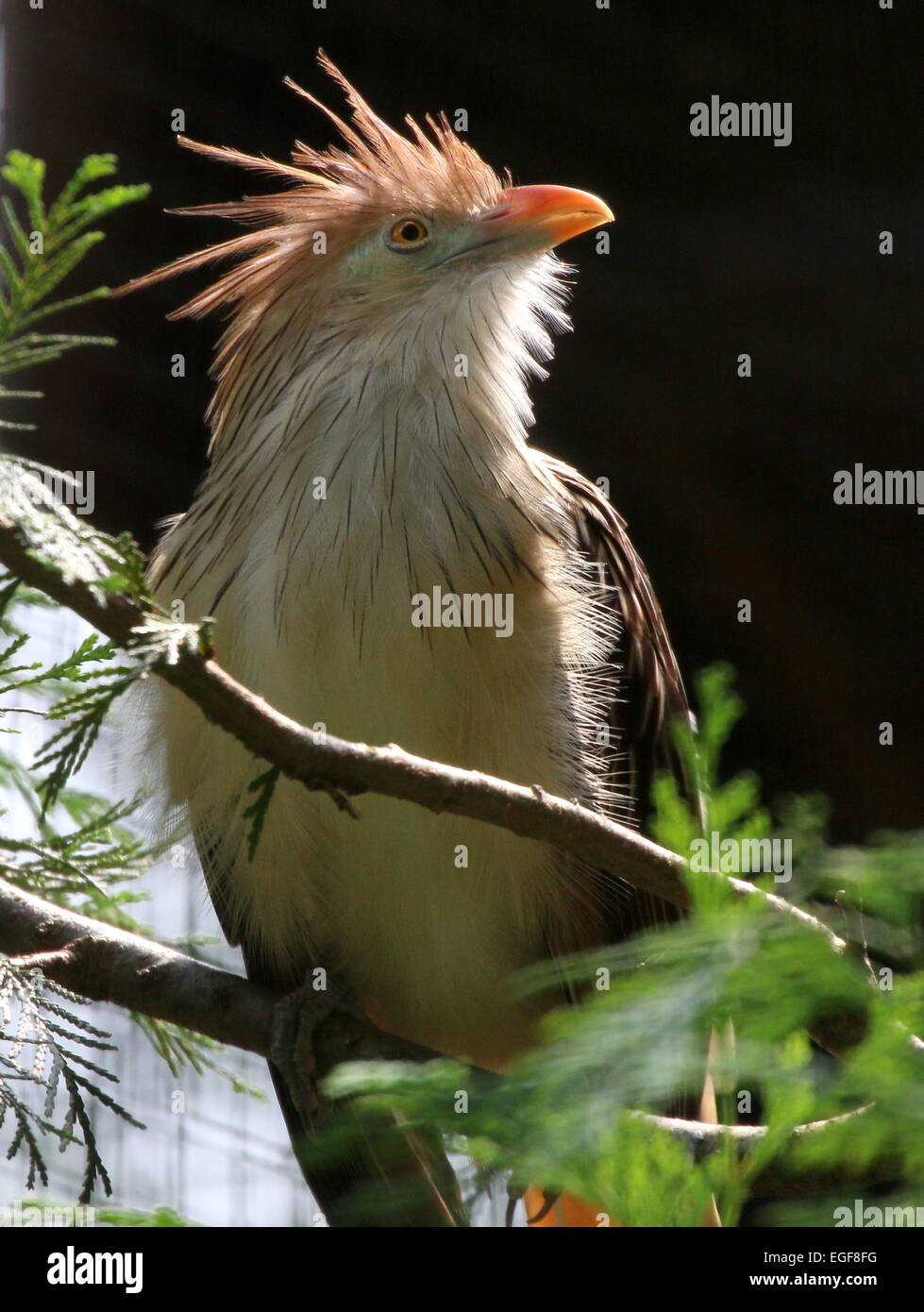 American cuckoos hi-res stock photography and images - Alamy