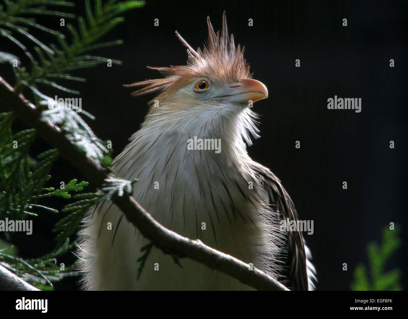 American cuckoos hi-res stock photography and images - Alamy