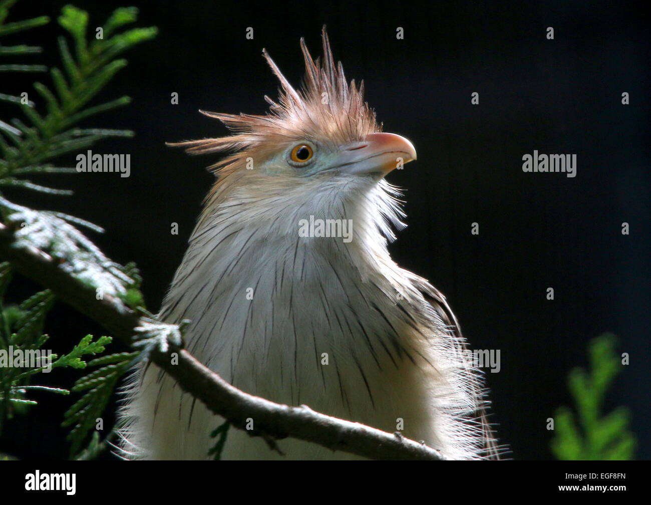 American cuckoos hi-res stock photography and images - Alamy
