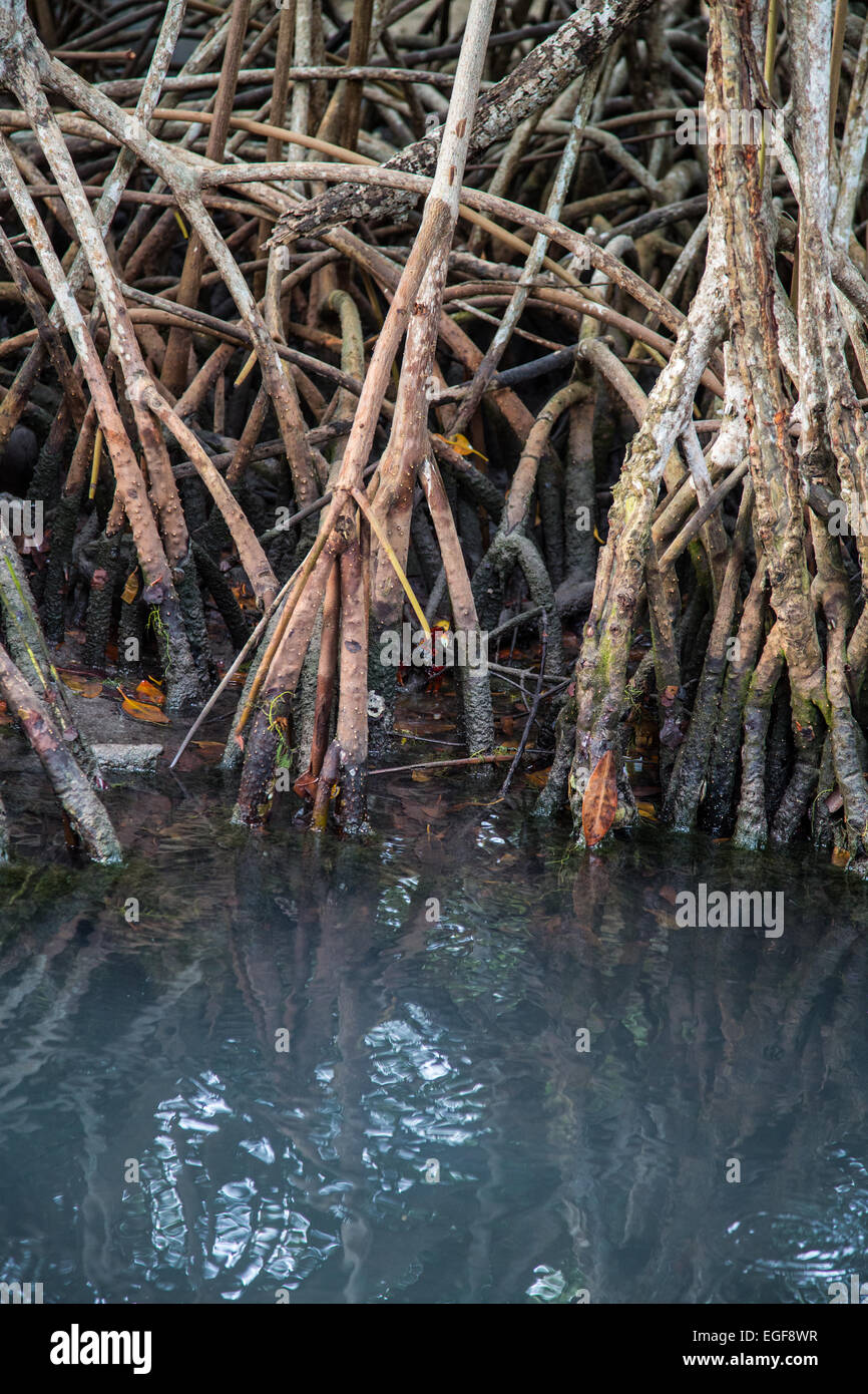 A mangrove swamp on Colombia's Caribbean coast serves as home to many ...