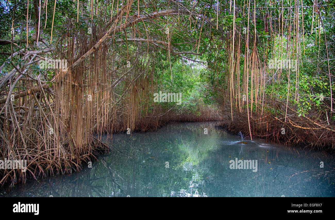 A mangrove swamp on Colombia's Caribbean coast serves as home to many ...