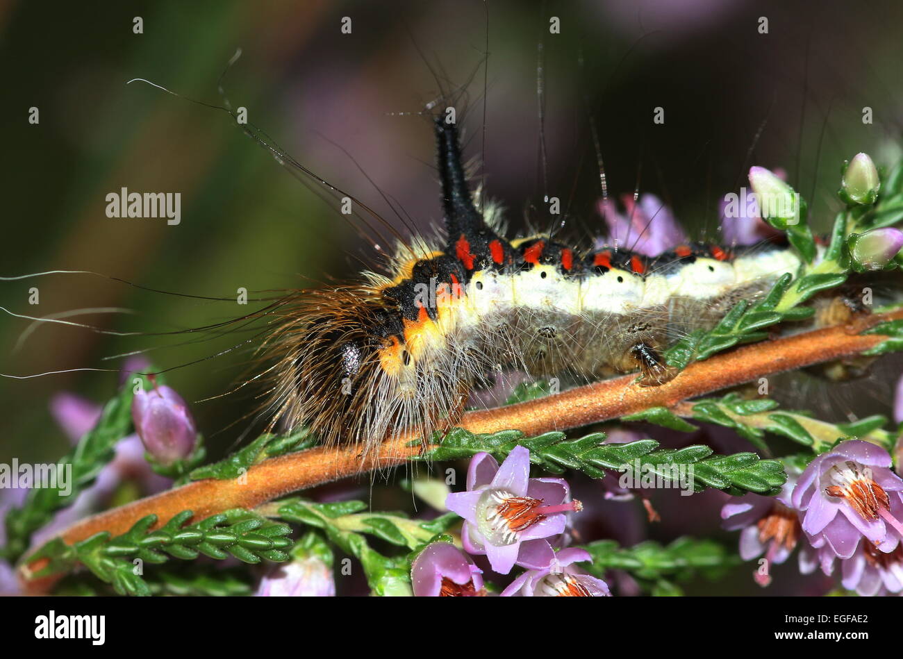 Colourful caterpillar of the European Grey Dagger moth (Acronicta psi ...