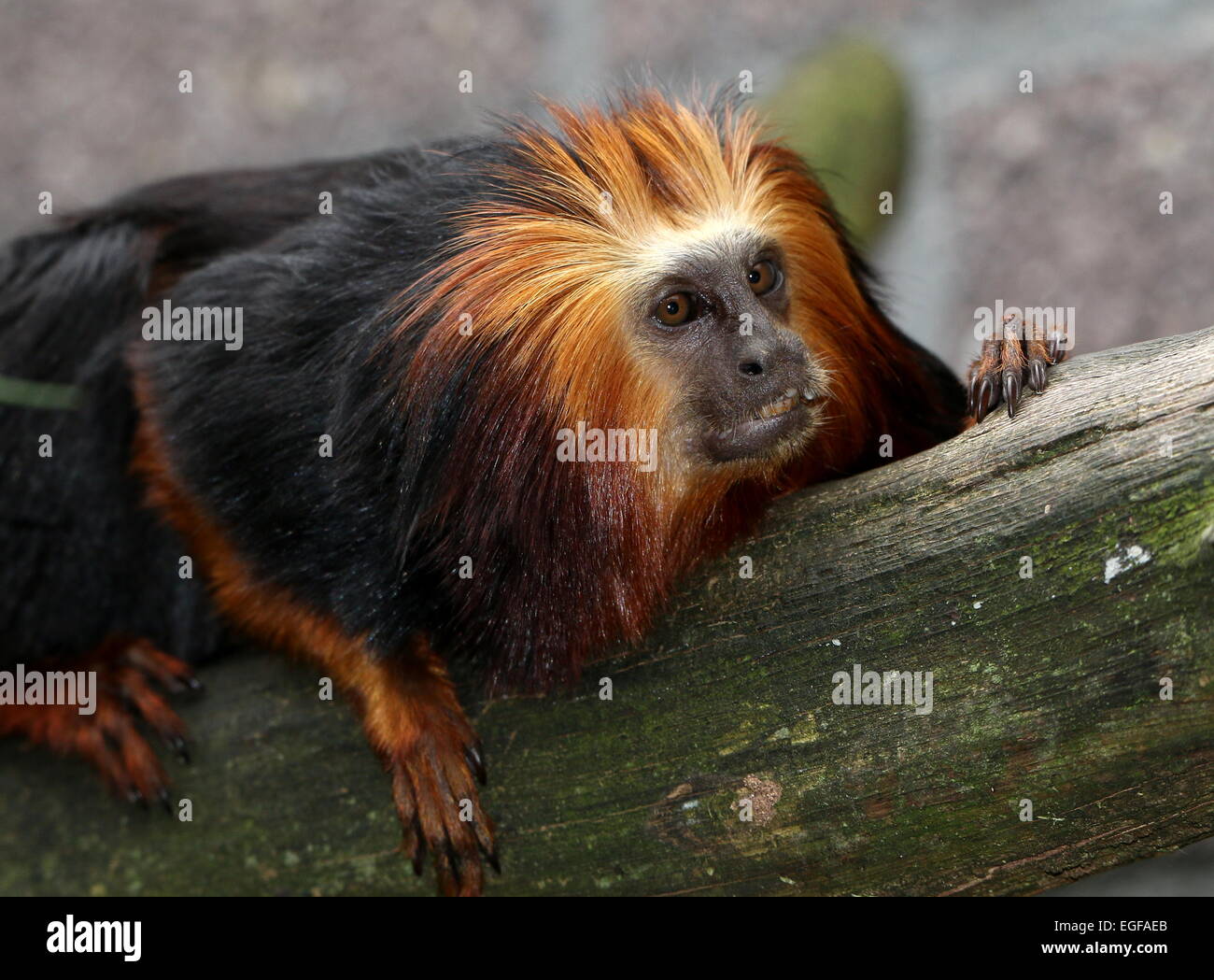 Golden-headed lion tamarin monkey (Leontopithecus chrysomelas) resting ...
