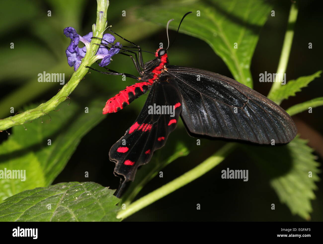 Asian pink rose swallowtail (Pachliopta kotzebuea Stock Photo - Alamy