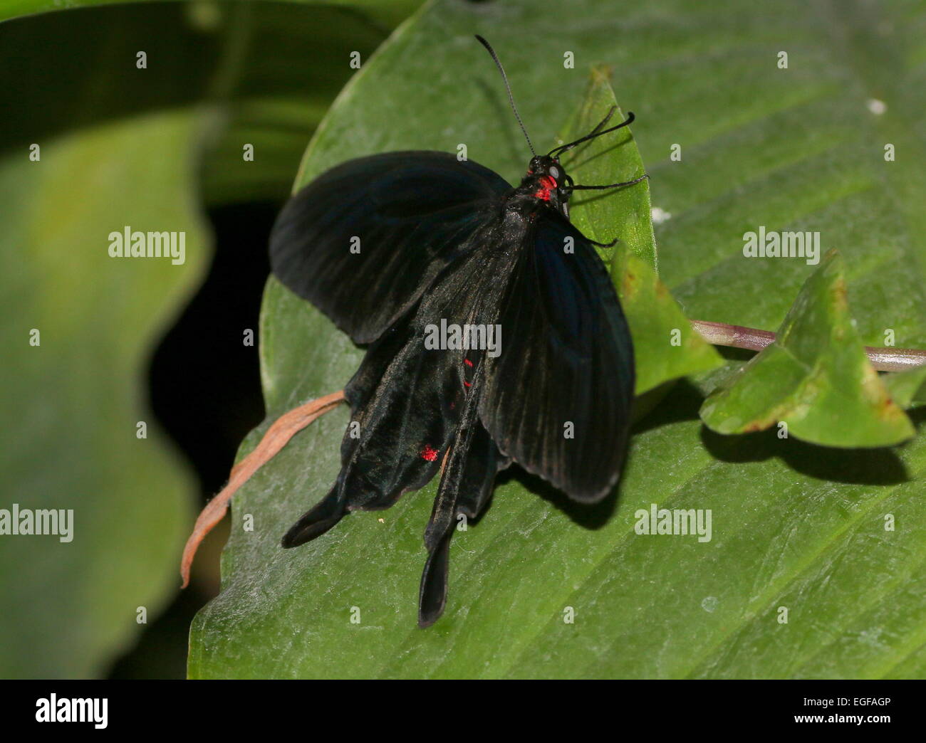 Pink Rose Swallowtail (Pachliopta kotzebuea), native to the Philippines ...
