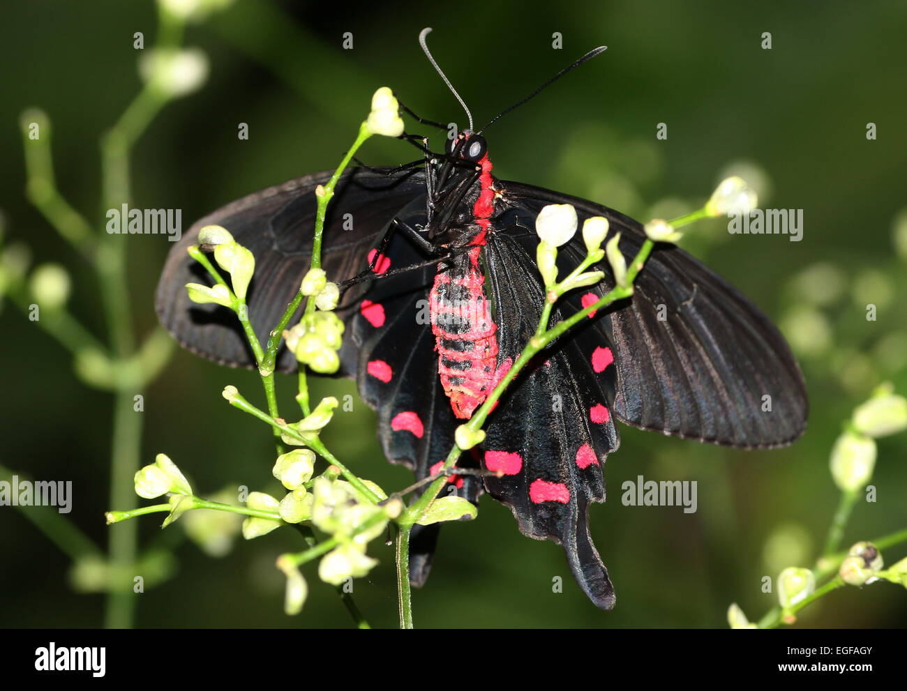 Pink Rose Swallowtail (Pachliopta kotzebuea), native to the Philippines ...