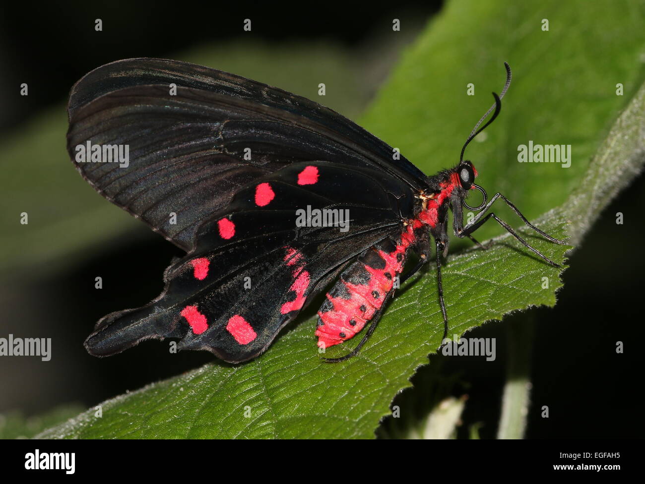 Pink Rose Swallowtail (Pachliopta kotzebuea), native to the Philippines ...