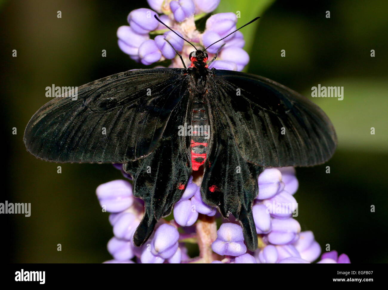 Southeast Asian Pink Rose Swallowtail (Pachliopta kotzebuea) feeding on ...