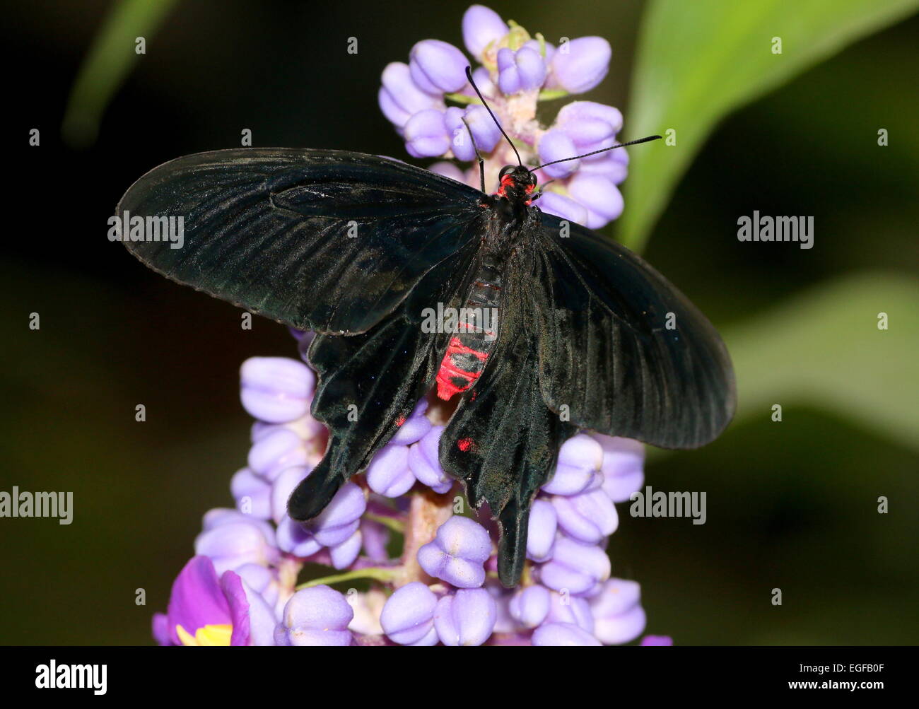 Purple spotted swallowtail butterfly hi-res stock photography and ...