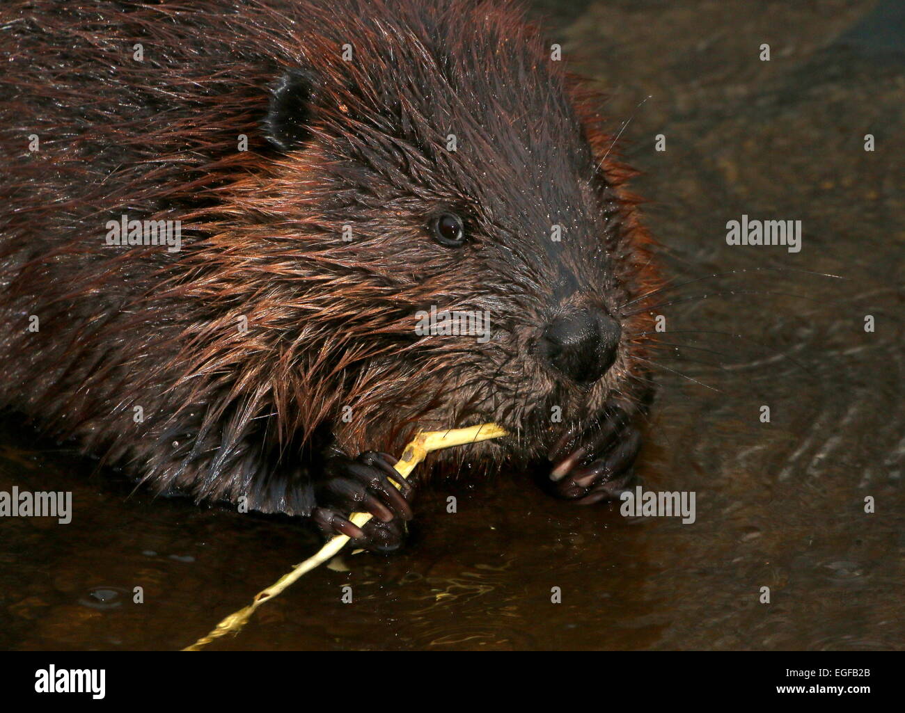 Castor canadensis teeth hi-res stock photography and images - Alamy