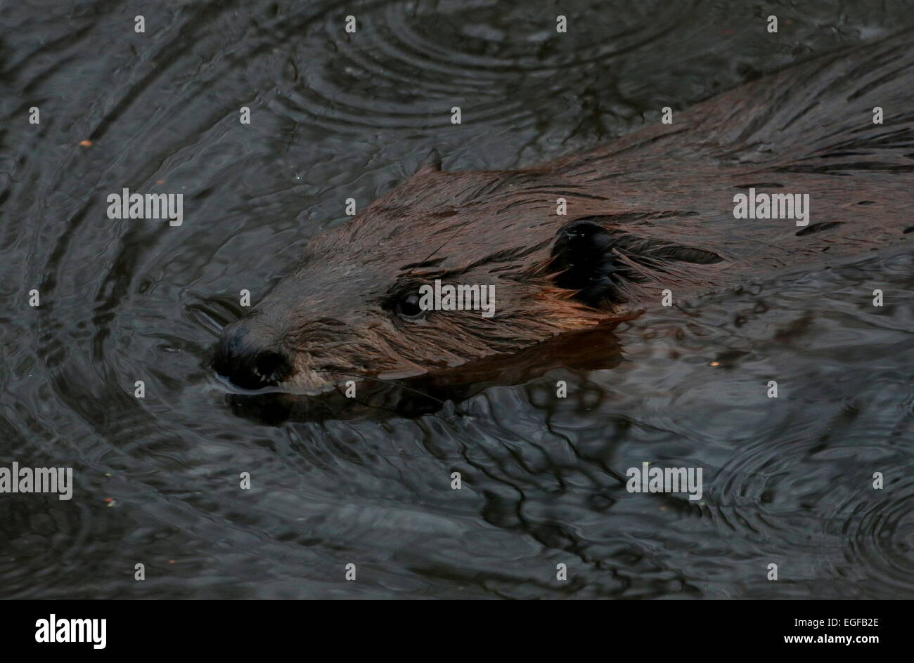 Closeup of a North American beaver (Castor canadensis) swimming in the ...