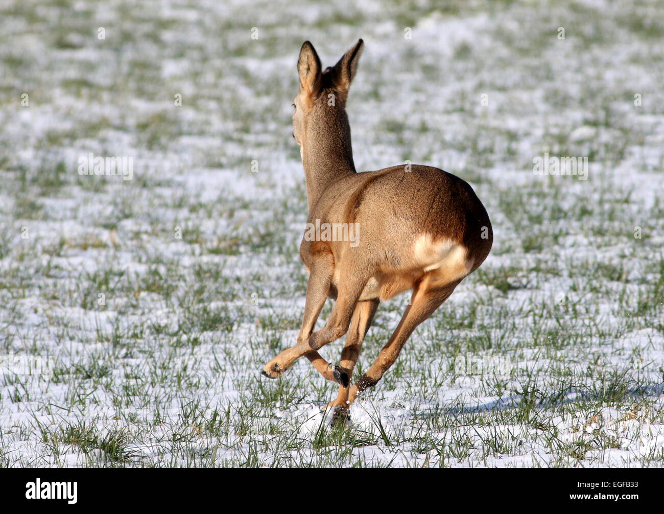 Female Roe Deer ( Capreolus capreolus) running fast in a snowy meadow ...