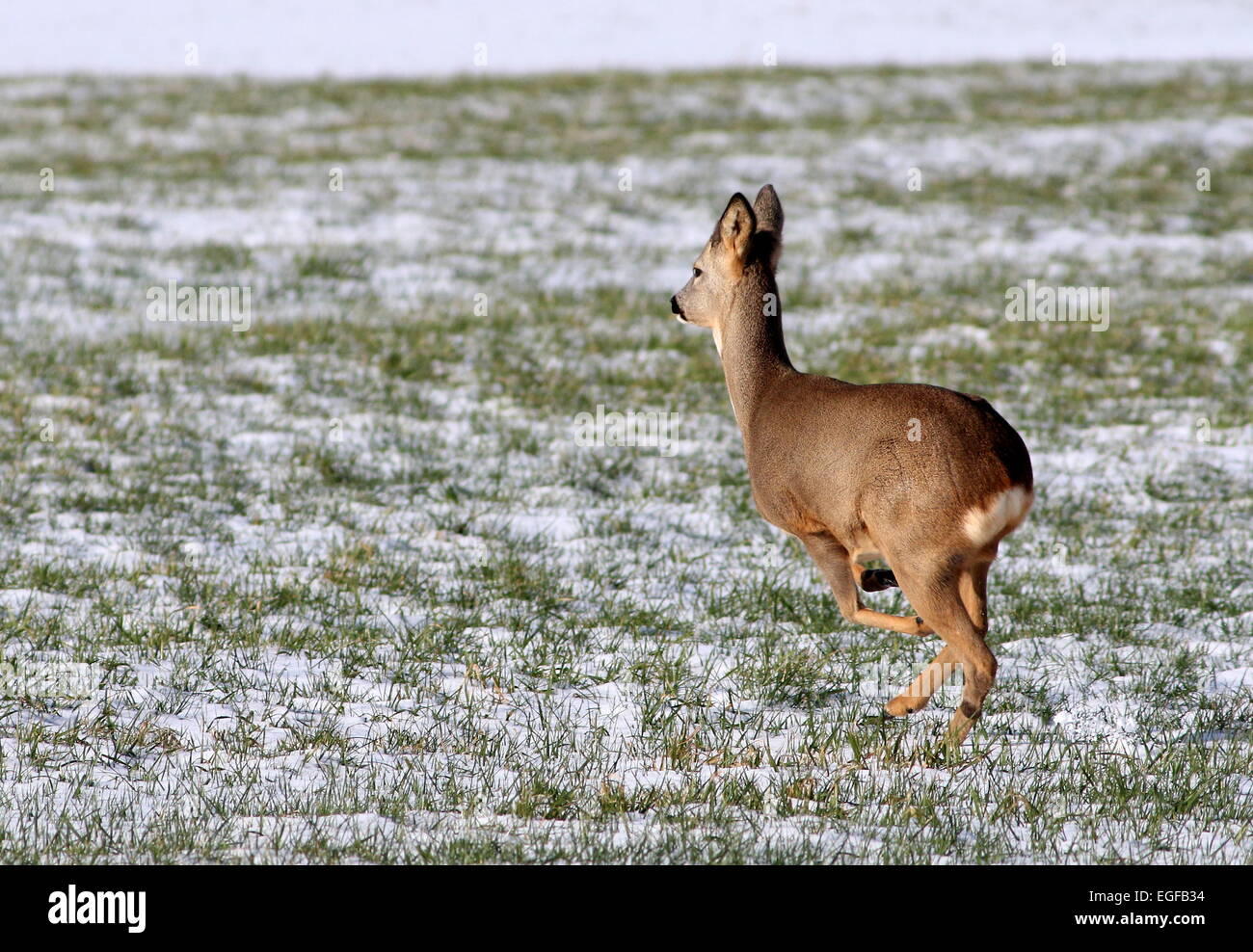 Deer running fast hi-res stock photography and images - Alamy