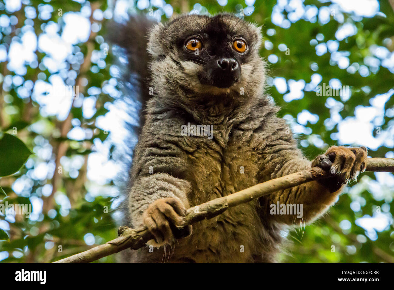 Lemur madagascar movie hi-res stock photography and images - Alamy